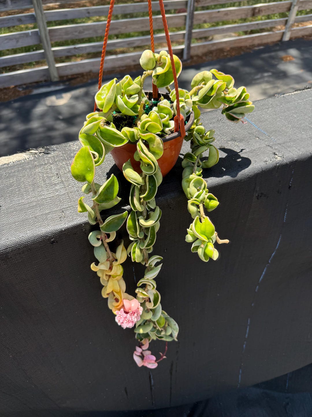 Hoya Carnosa Compacta Variegata ‘variegated Hindu Rope’ 4”-6” Extra ...