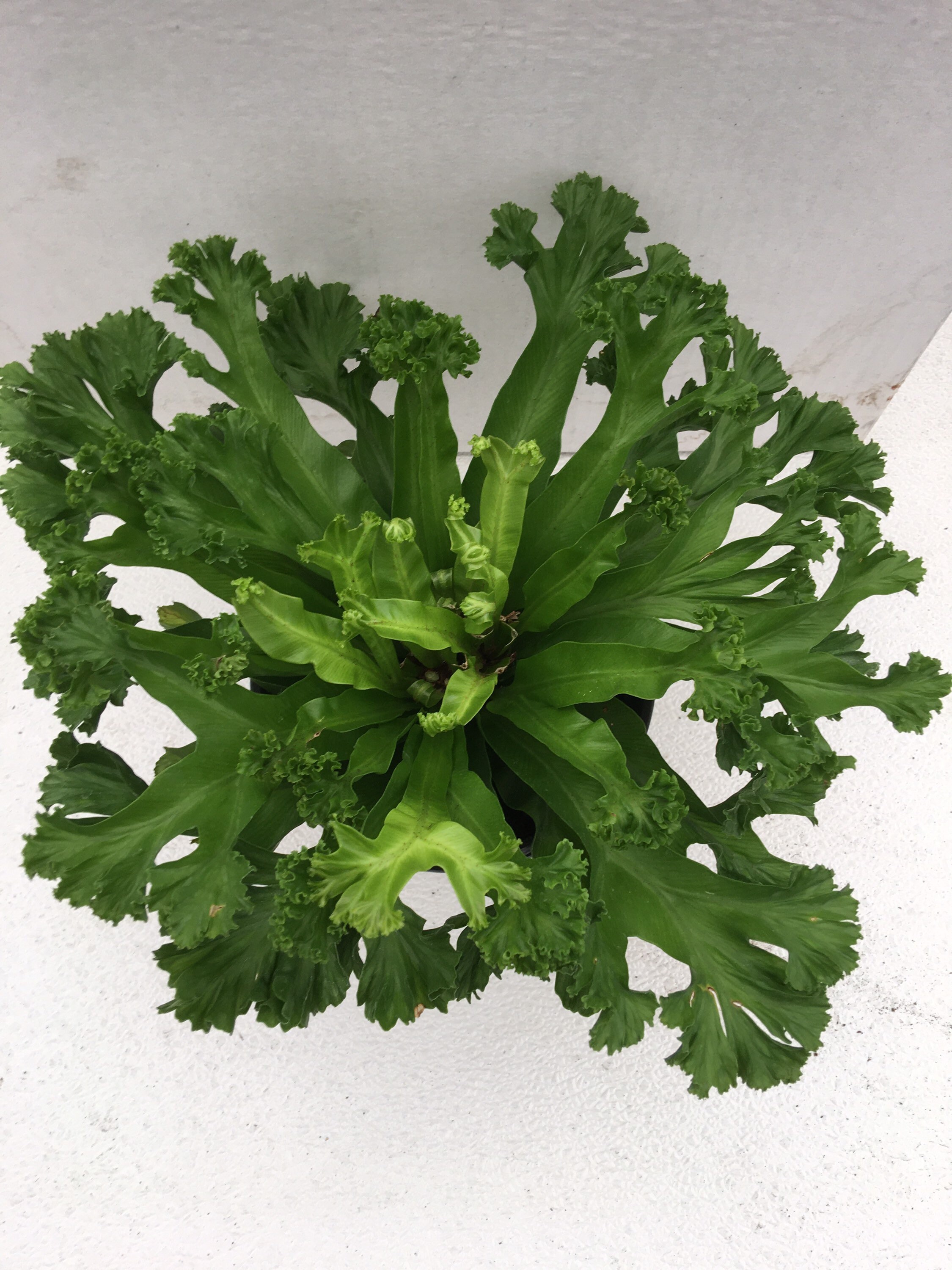 Birds Nest Fern leslie 48 - Etsy