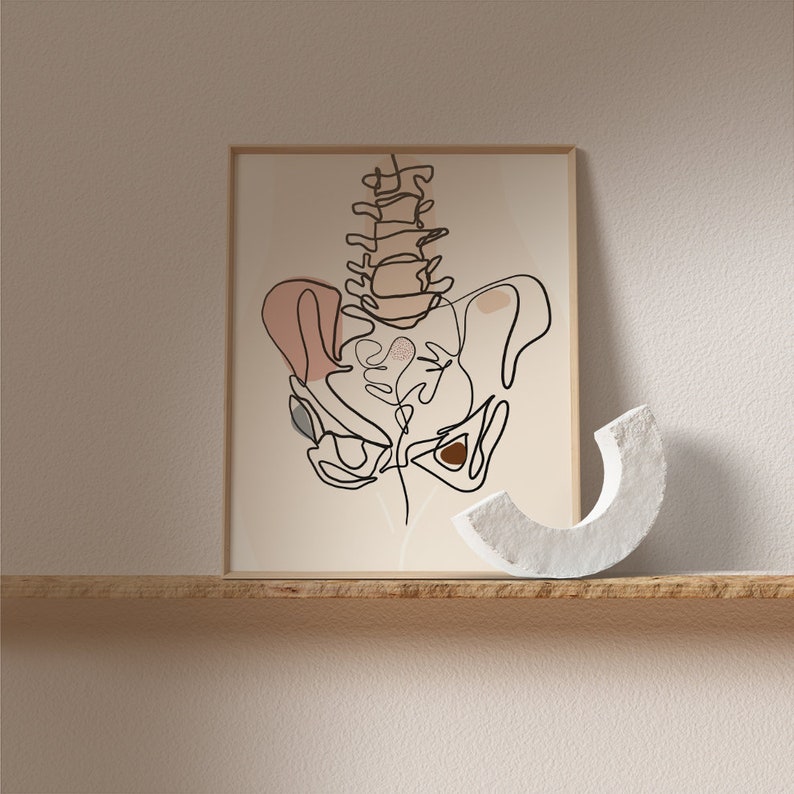 Pelvis Anatomy Line Art-pelvic Bone-chiropractor Orthopedic - Etsy