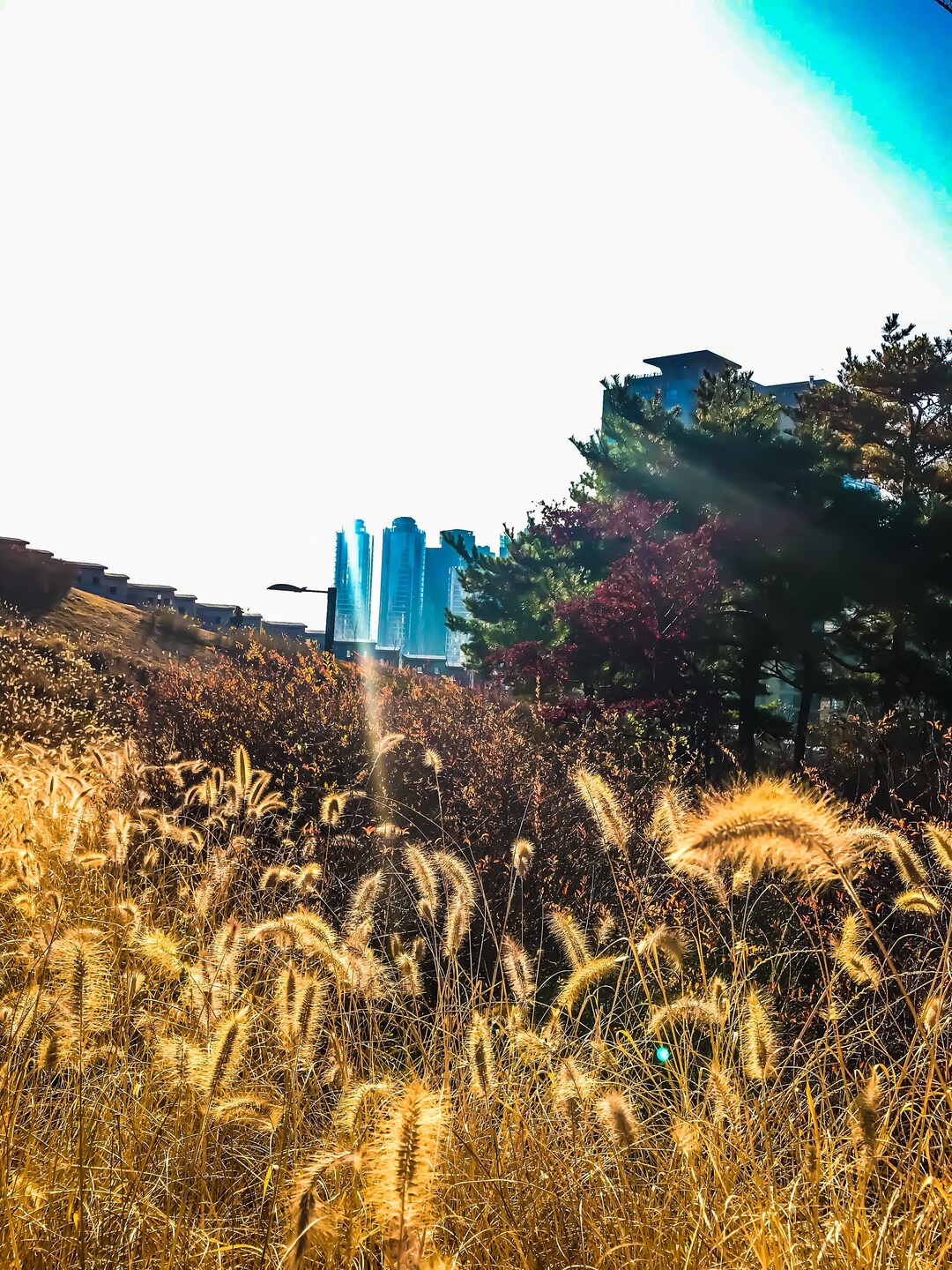 Seoul Landscape - Etsy