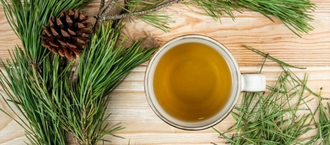 Organic Fresh Pine Needle Tea 150 G / 5 OZ , Suramine Herb ...