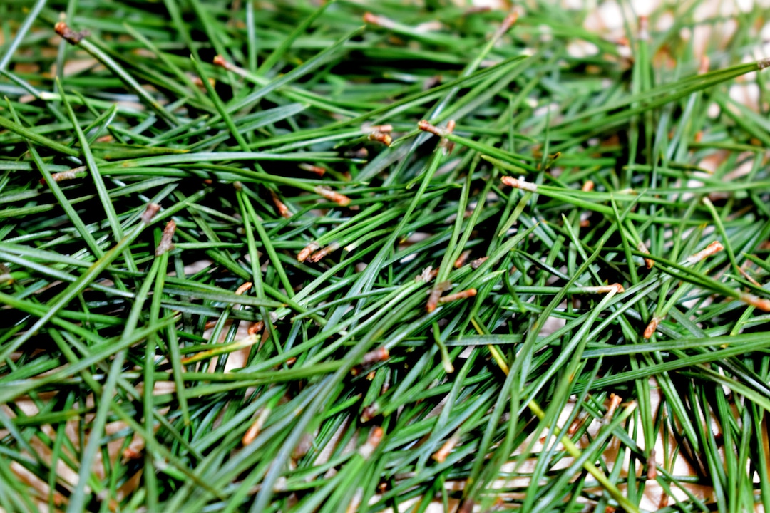 Organic Fresh Pine Needle Tea, Suramine Herb, Kiefernnadeln, Loose Leaf ...