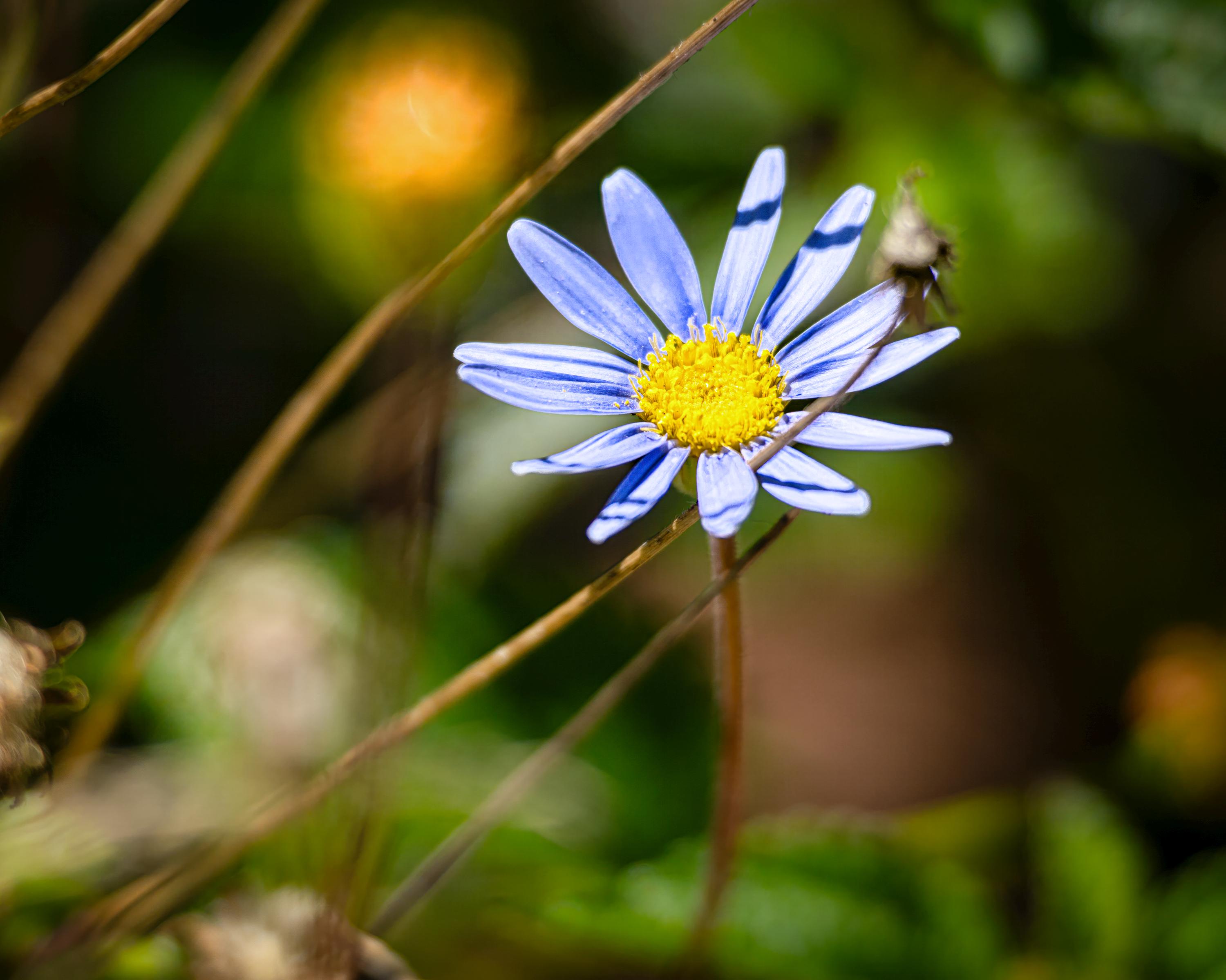 Limited Edition. Archival Quality Print of Felicia Amelloides, Blue ...