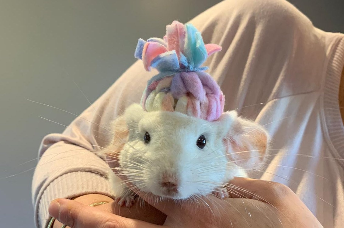 Chinchillas In Costumes
