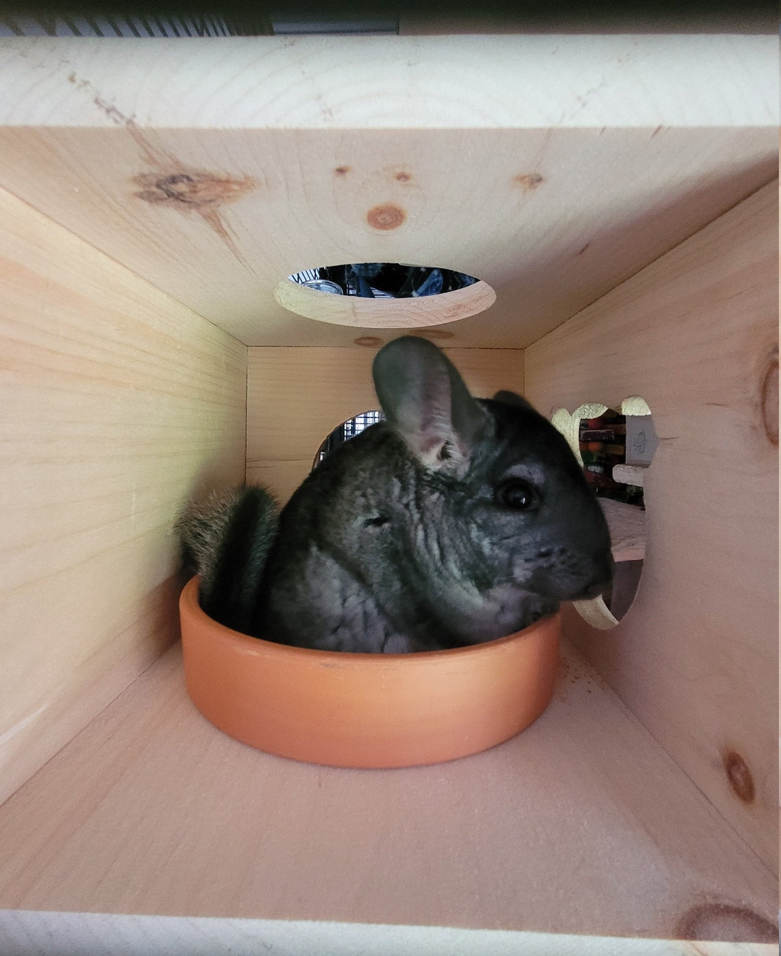 Chinchilla Chill Hanging Hideout House with Terracotta Cooling | Etsy