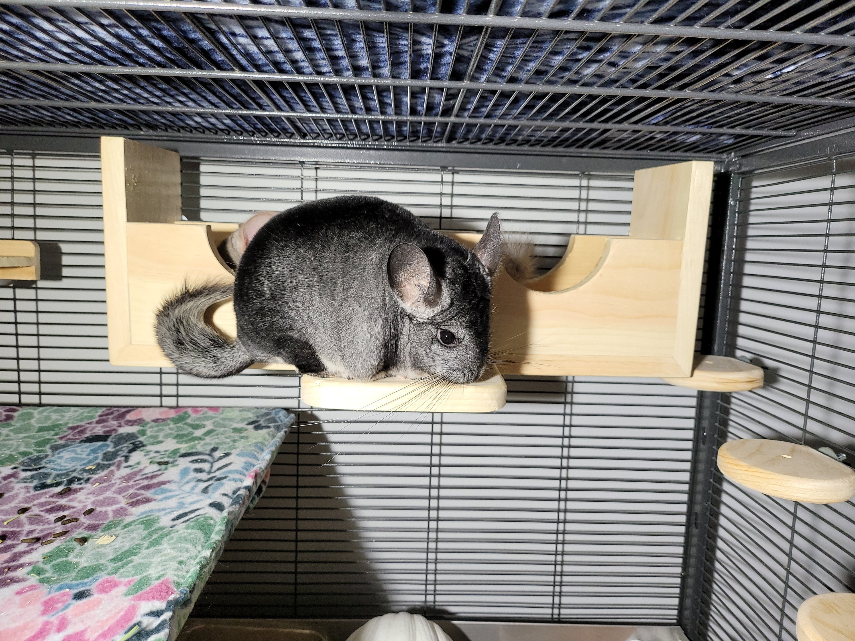 Chinchilla Bridge Hanging Tunnel W/4x6 Ledge Option Back Mount Anywhere ...