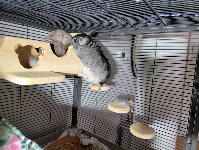 Chinchilla Bridge Hanging Tunnel W/4x6 Ledge Option Back Mount - Etsy