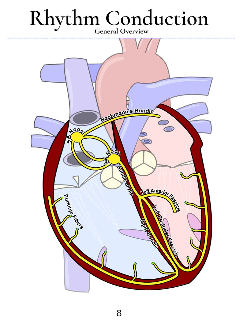 Digital ECG and Cardiac Pharmacology Guide. Heart Rhythm, Education ...