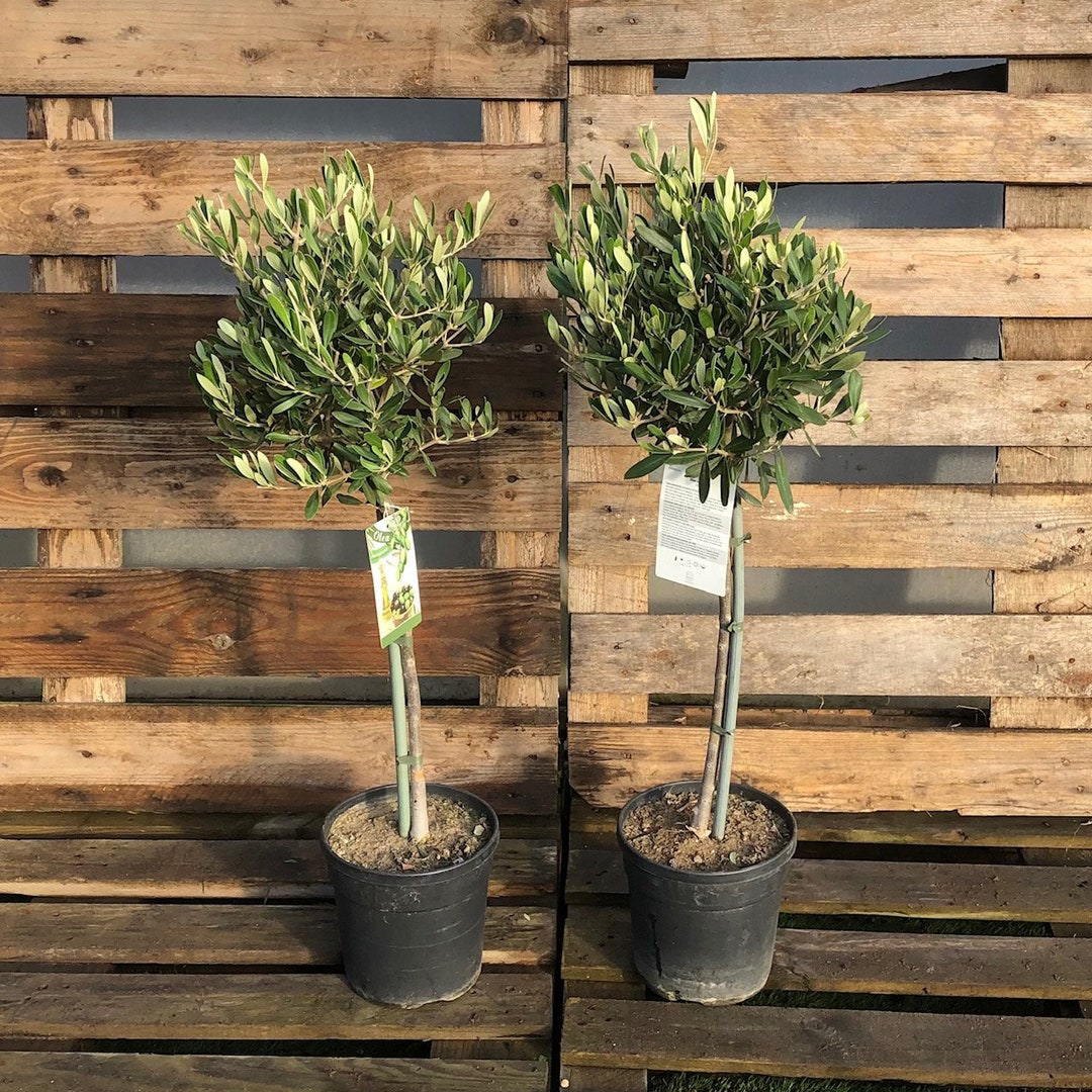 Pair of Medium Olive Trees 80-90cm 3L - Etsy UK