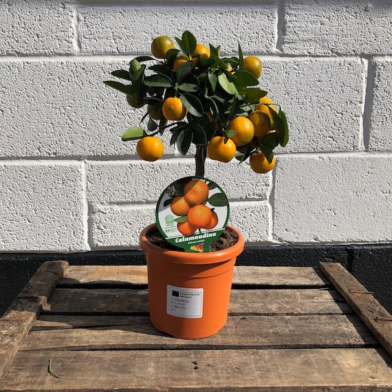 Calamondin Tree Shop Mini Calamondin Citrus Tree 40 60cm | Web Garden