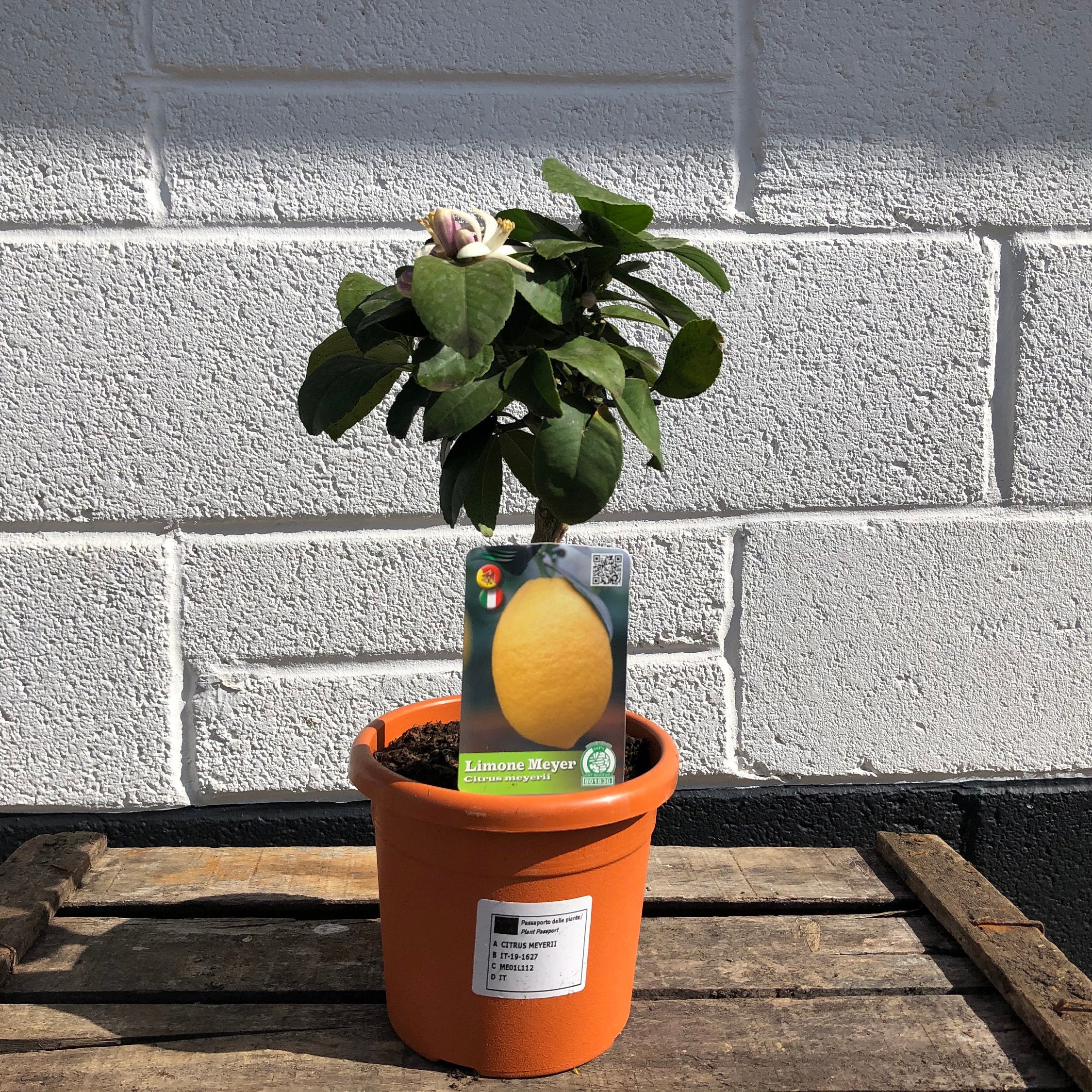 Mini Lemon Citrus Tree | Etsy