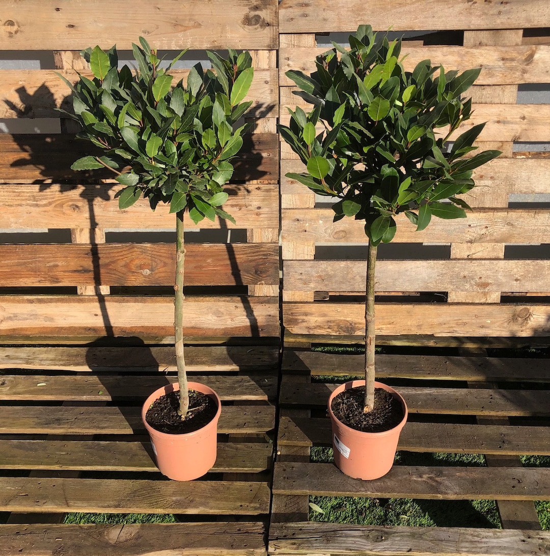 Pair of Large Bay Trees 120-130cm 5L - Etsy UK