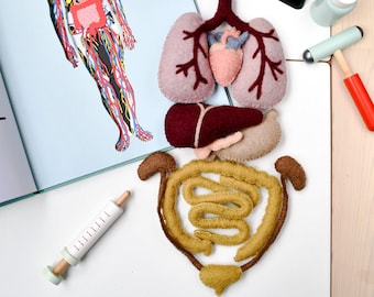 FULL SET skeleton and Organs,laser Cut Parts,large Human Anatomy ...