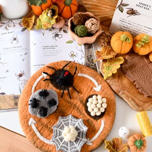 Felt Lifecycle of Redback Spider: Spider Life Cycle Toys, Australian ...