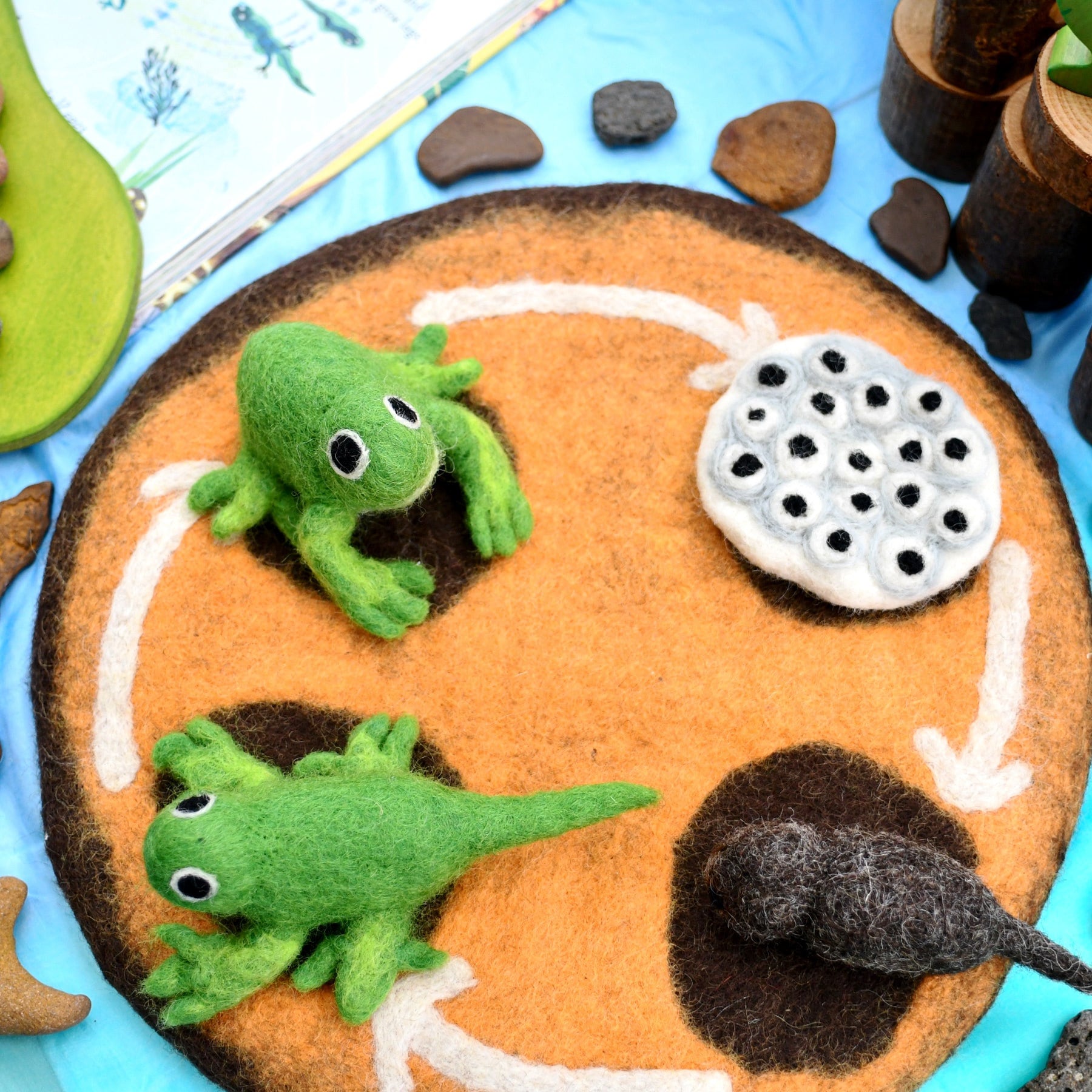 Felt Lifecycle of a Frog / Frog Life Cycle Toy / STEM Toy - Etsy Australia