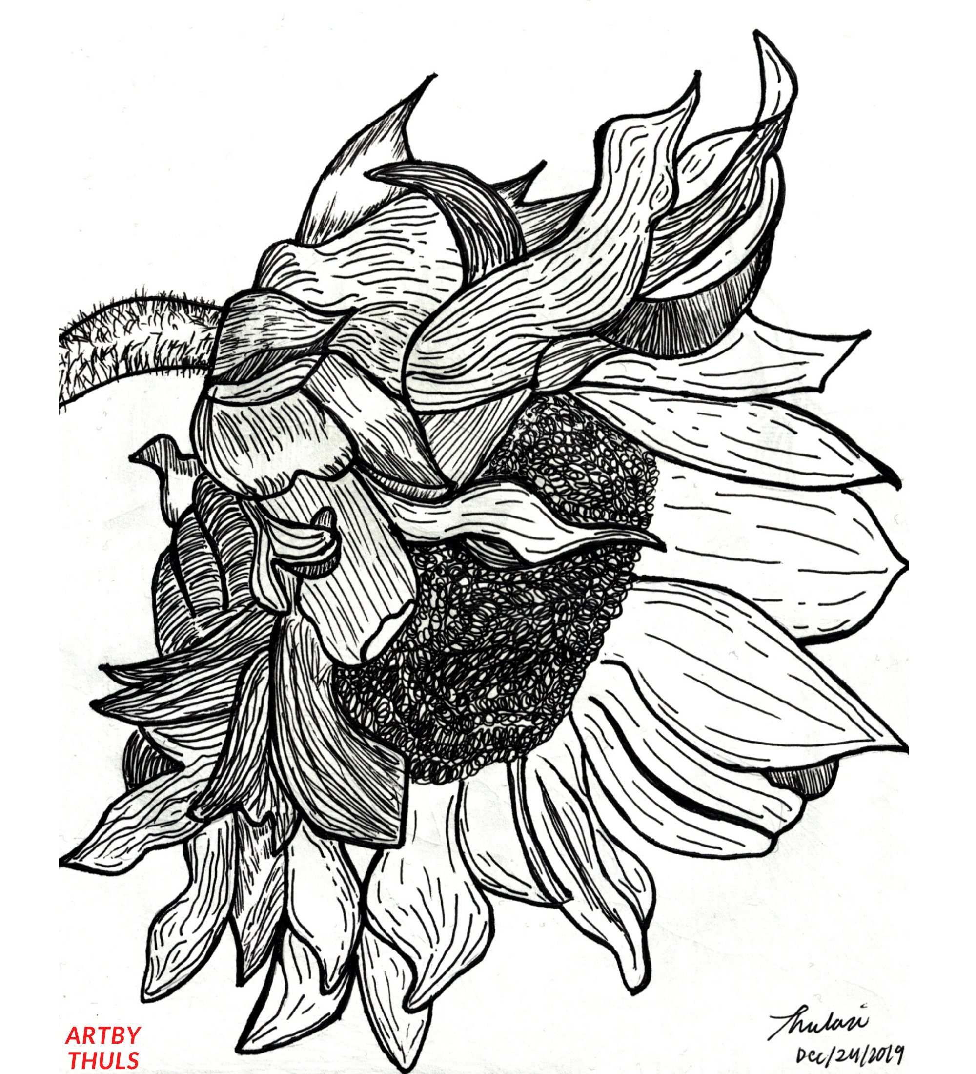 Sunflower Ink Art Print Printable Digital Download 8x10 - Etsy UK