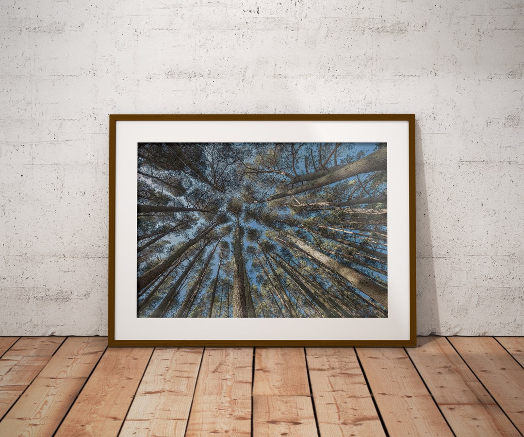Kielder Forest Sculpture Print Kielder Forest Sculpture Trail Kielder ...