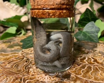 Leech Wet Specimen - Etsy