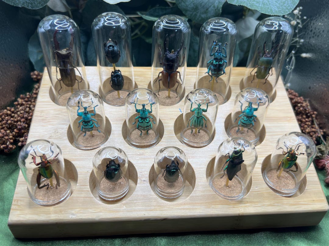 Mini Beetle Domes - Etsy
