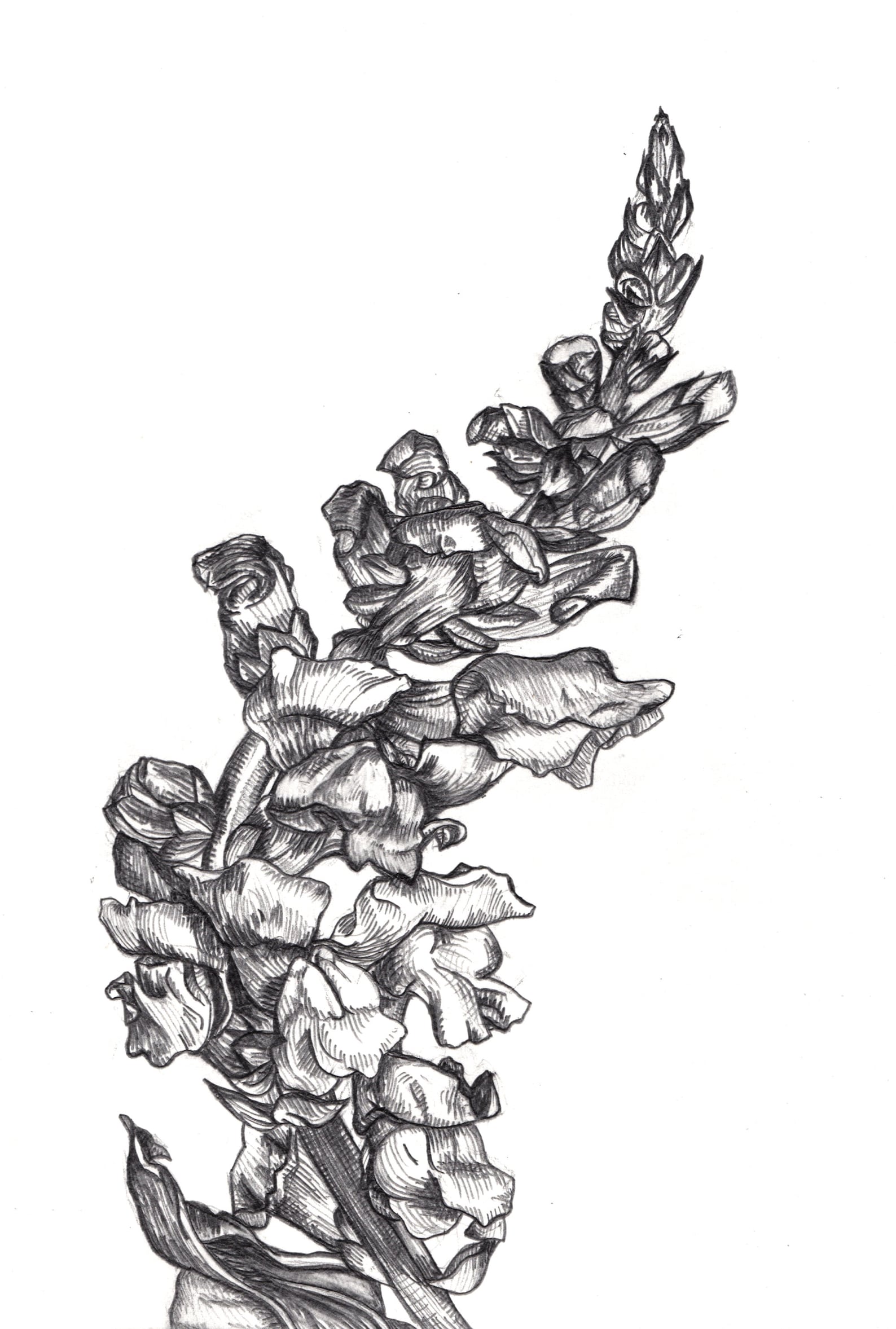 Reproduction of Snapdragon Flower Graphite Drawing - Etsy