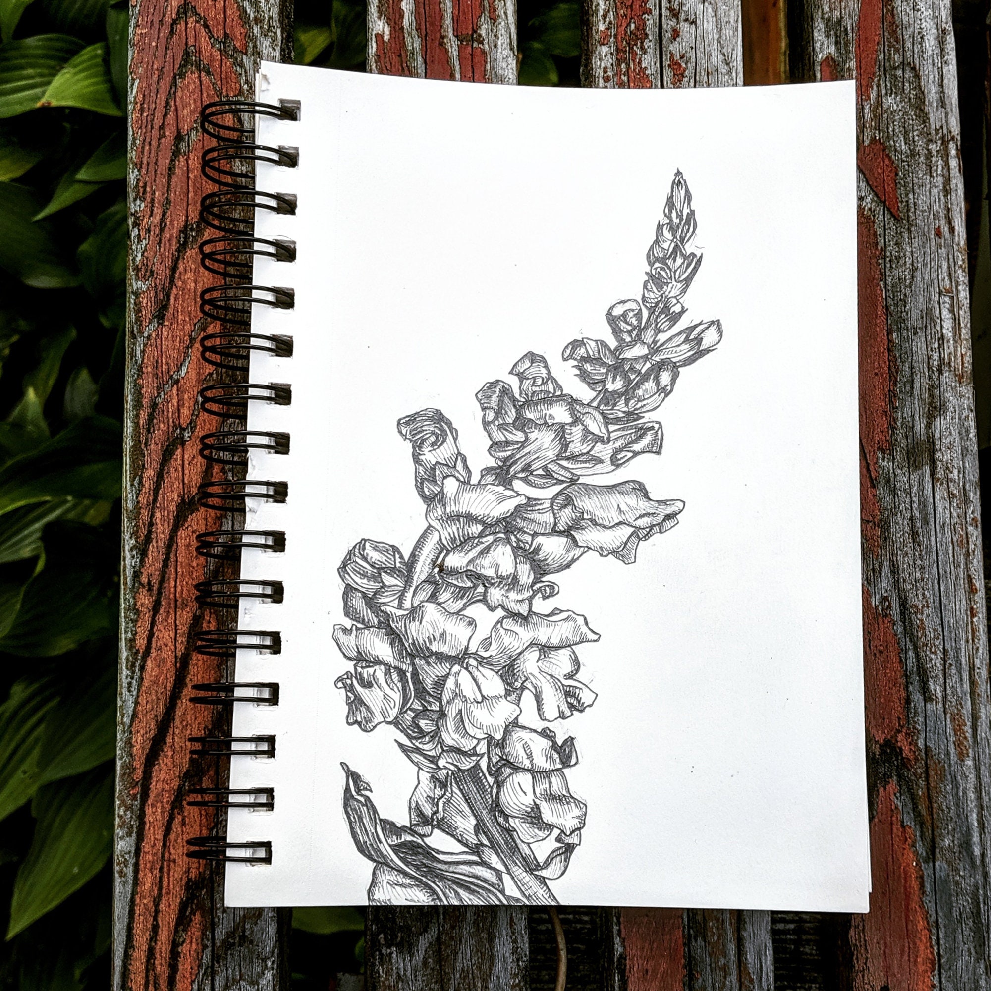 Reproduction of Snapdragon Flower Graphite Drawing - Etsy Norway
