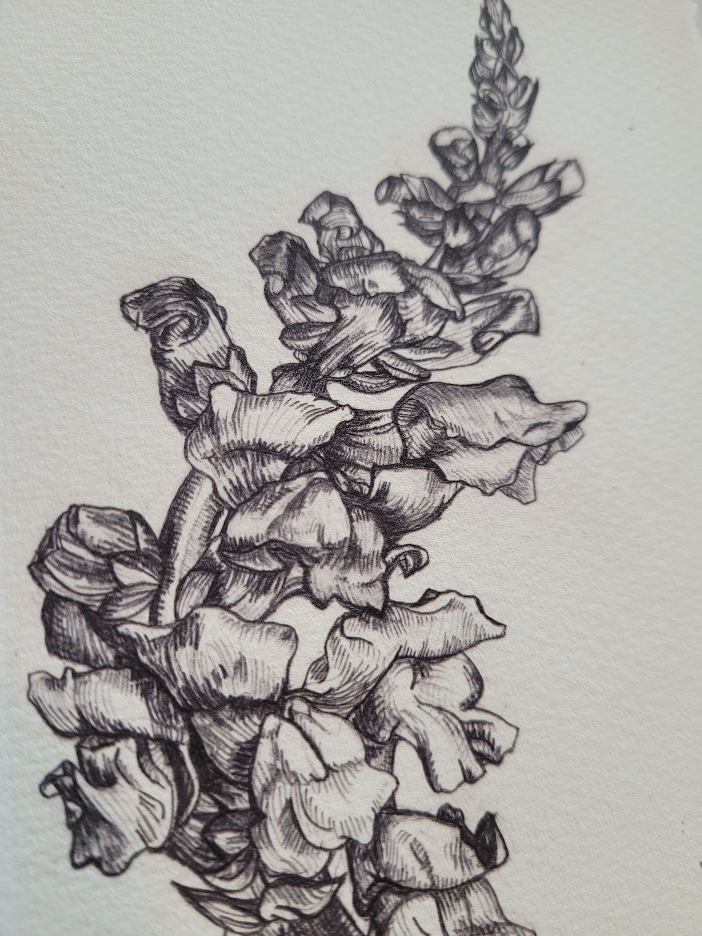 Reproduction of Snapdragon Flower Graphite Drawing - Etsy Norway