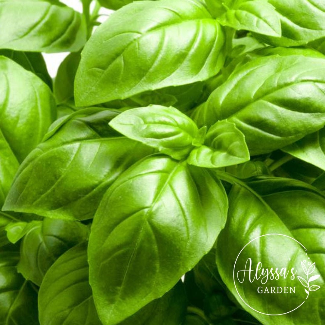 Italian Large Leaf Basil Organic Seeds Heirloom Open - Etsy Canada