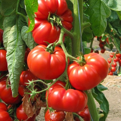 Organic French "marmande" Tomato Seeds | Heirloom Tomato , Open ...
