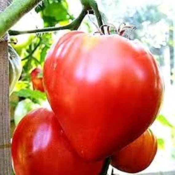 Oxheart Tomato Hungarian Heart Tomato Non-gmo | Etsy