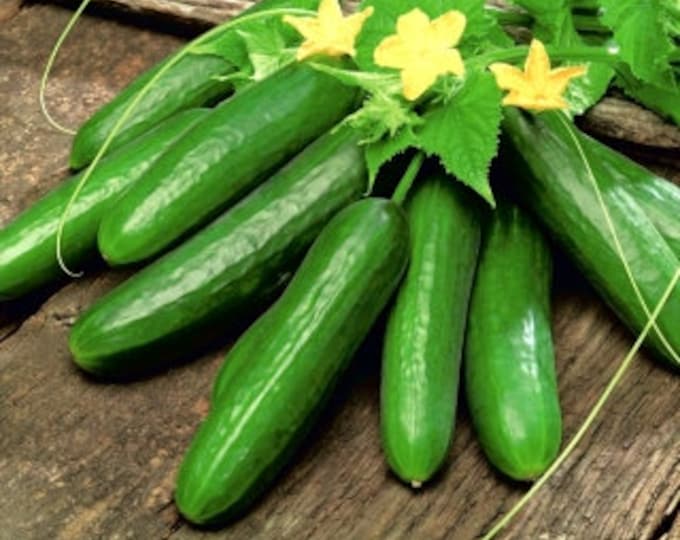 Parsley Root | Organic Parsley Hamburg Seeds | Dutch Parsley Seeds ...