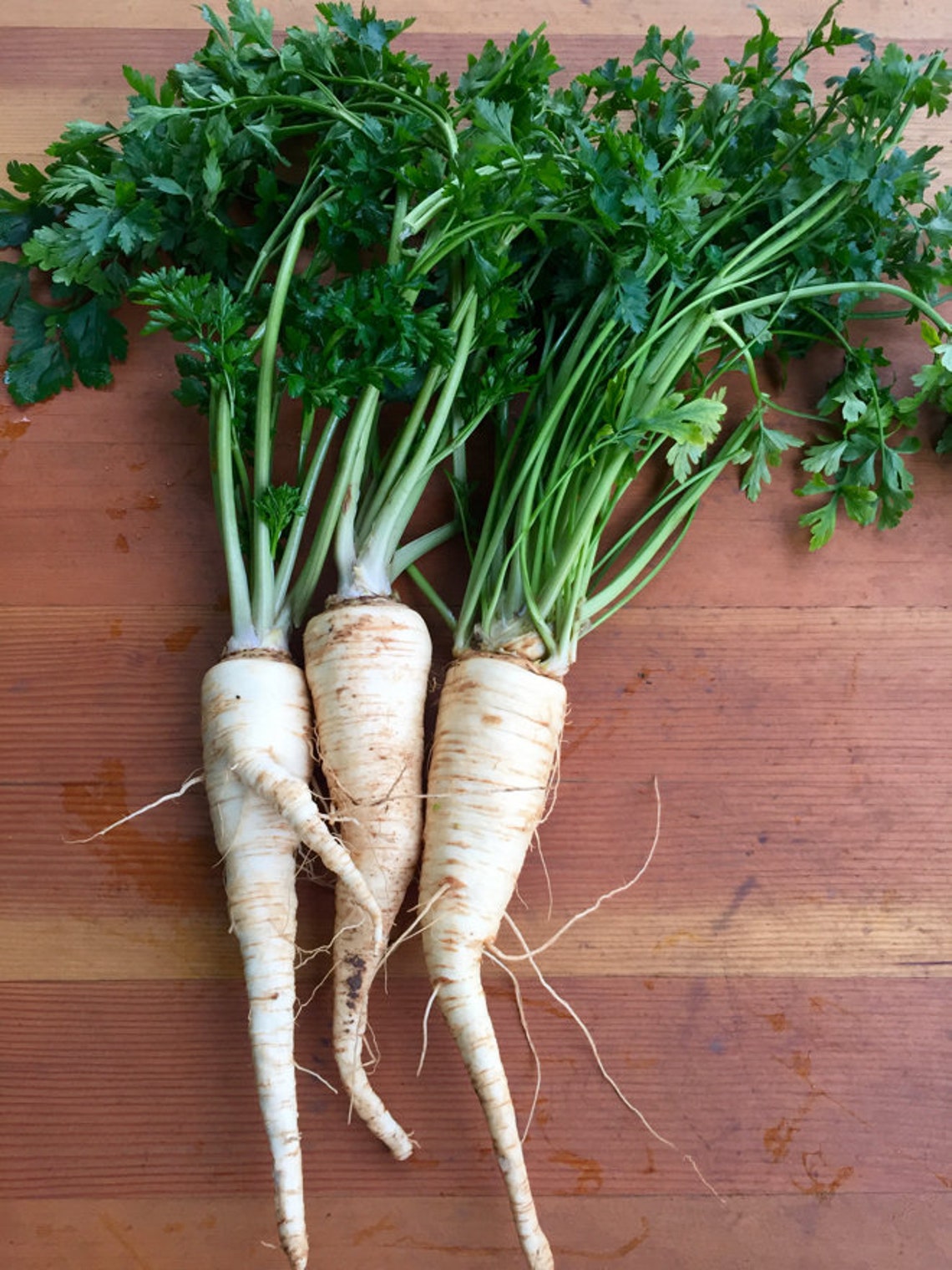Parsley Root | Organic Parsley Hamburg Seeds | Dutch Parsley Seeds ...