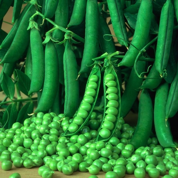 Organic Garden Peas Kelvedon Wonder Peas also Known as | Etsy