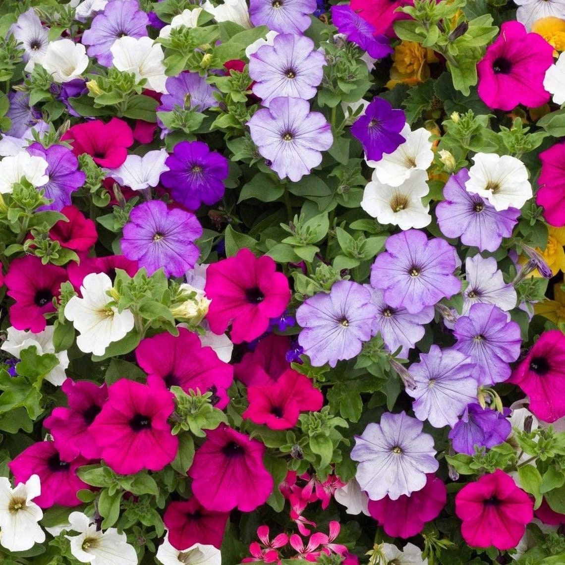 Petunia Mixed Colors Petunia Hybrida 20 seeds packet | Etsy