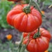 Organic French "marmande" Tomato Seeds | Heirloom Tomato , Open ...