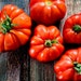 Organic French "marmande" Tomato Seeds | Heirloom Tomato , Open ...