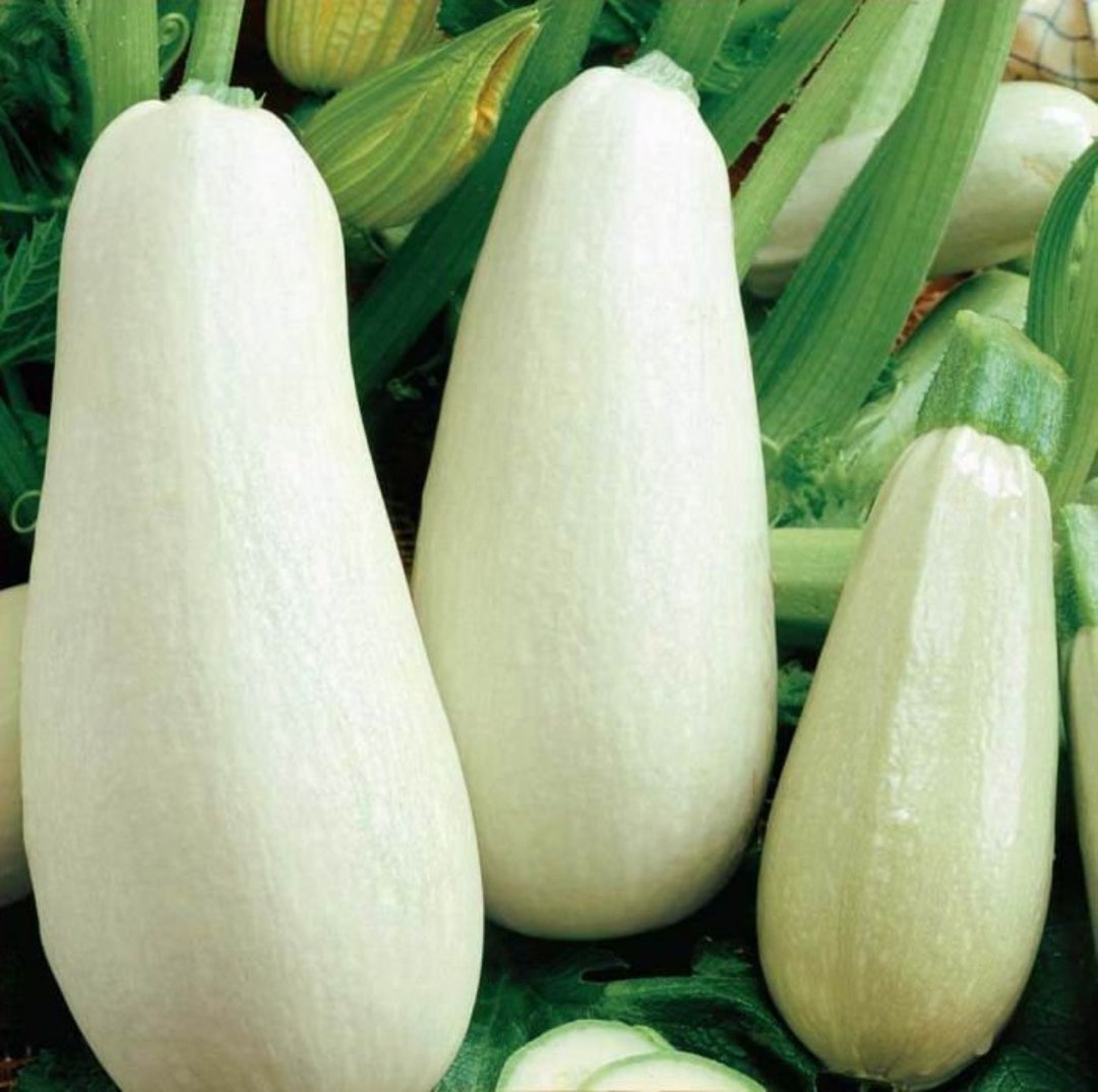 Italian White Zucchini Summer Squash "lungo Bianco" | White Courgette ...