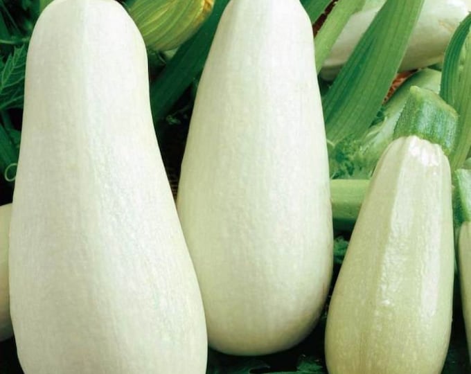 Italian White Zucchini Summer Squash lungo Bianco White Courgette ...