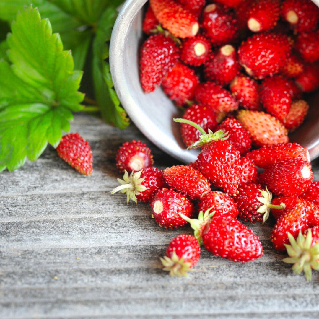 Organic Alpine "reugen " Strawberry Seeds | Fraises Des Bois | Wild ...