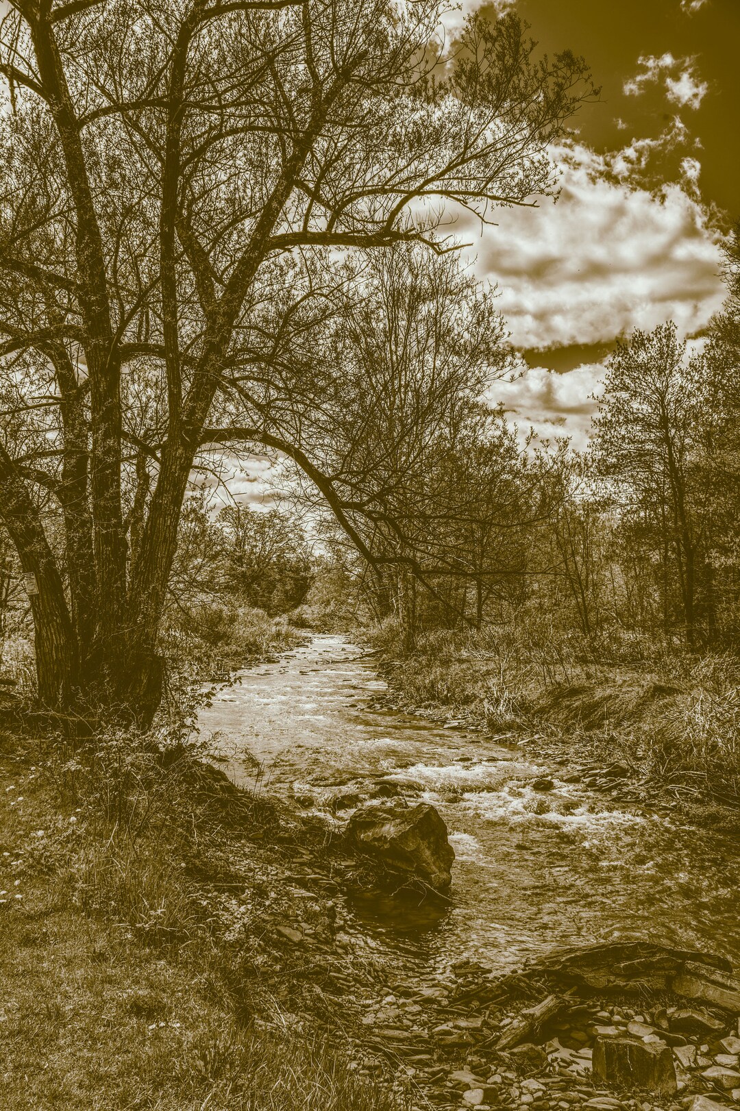 Sepia Art Print: Creekside Tree and Stones, a Black and White ...