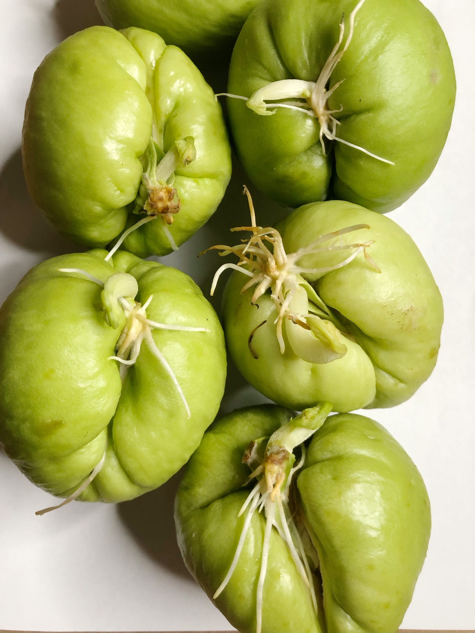 Sprouting Chayote, Choko, Chocho, Vegetable Pear, Mirliton - Etsy