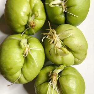 Sprouting Chayote, Choko, Chocho, Vegetable Pear, Mirliton - Etsy