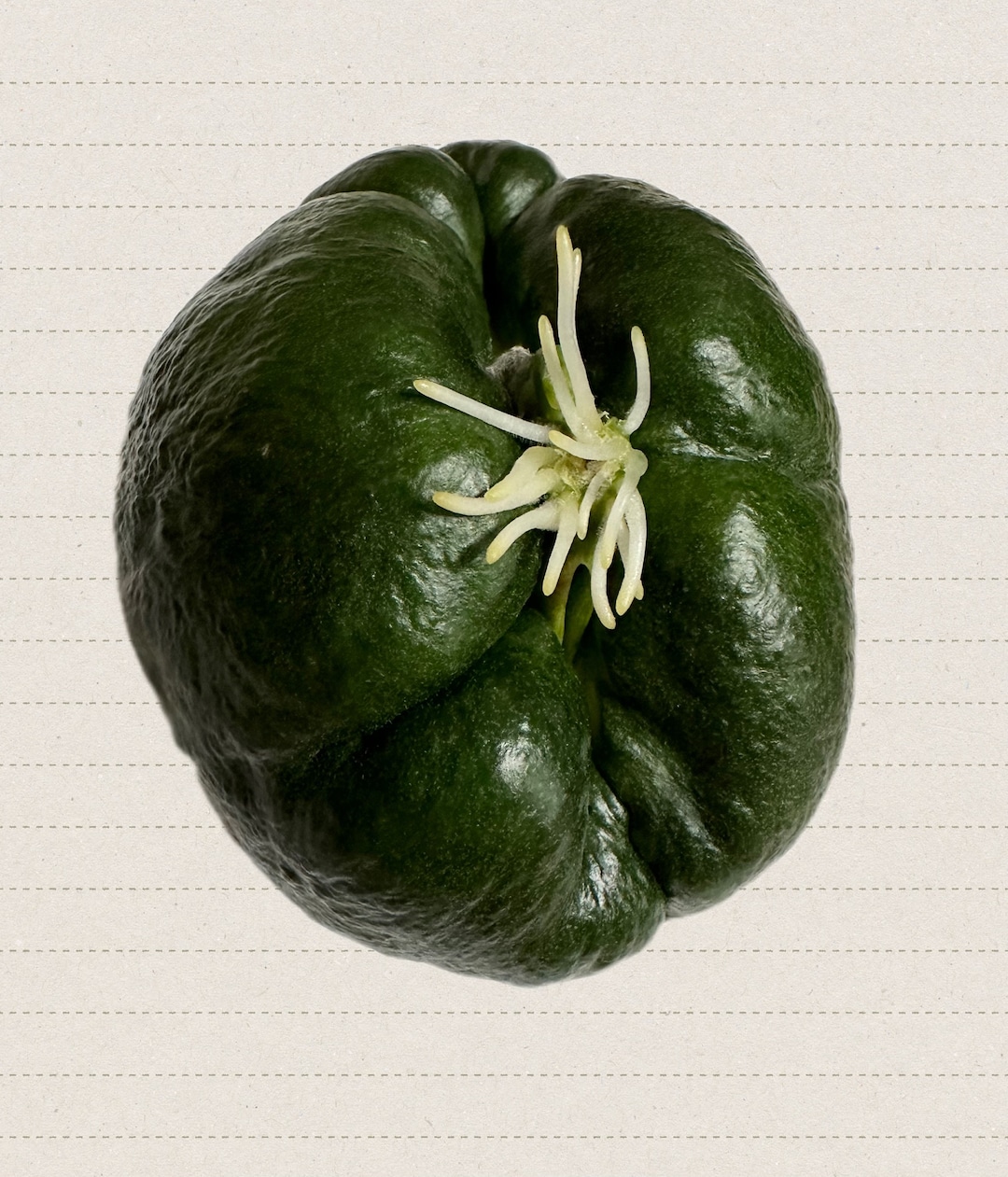 Sprouted / Unsprouted Black Chayote, Choko, Chocho, Vegetable Pear - Etsy