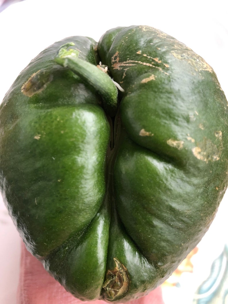 Sprouted / Unsprouted Black Chayote, Choko, Chocho, Vegetable Pear - Etsy