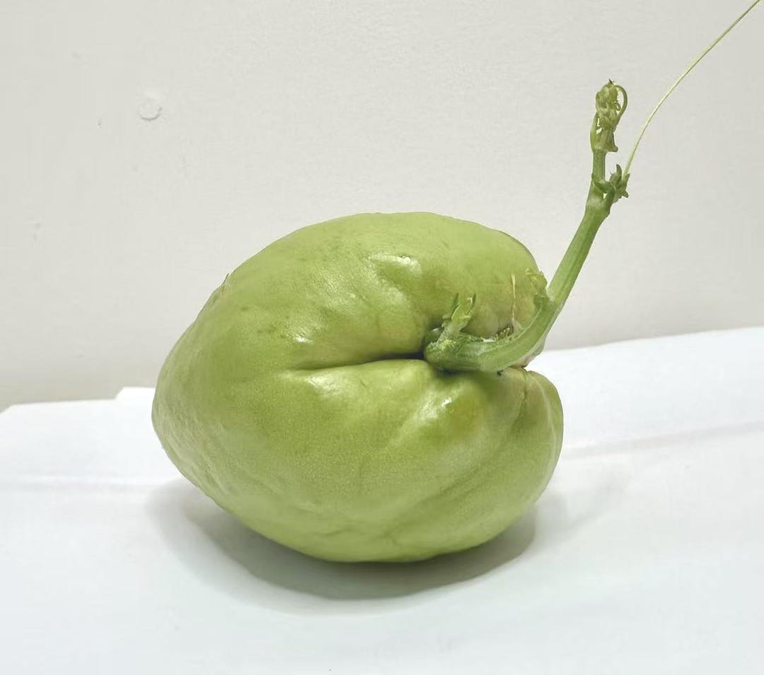 Sprouting Chayote, Choko, Chocho, Vegetable Pear, Mirliton - Etsy