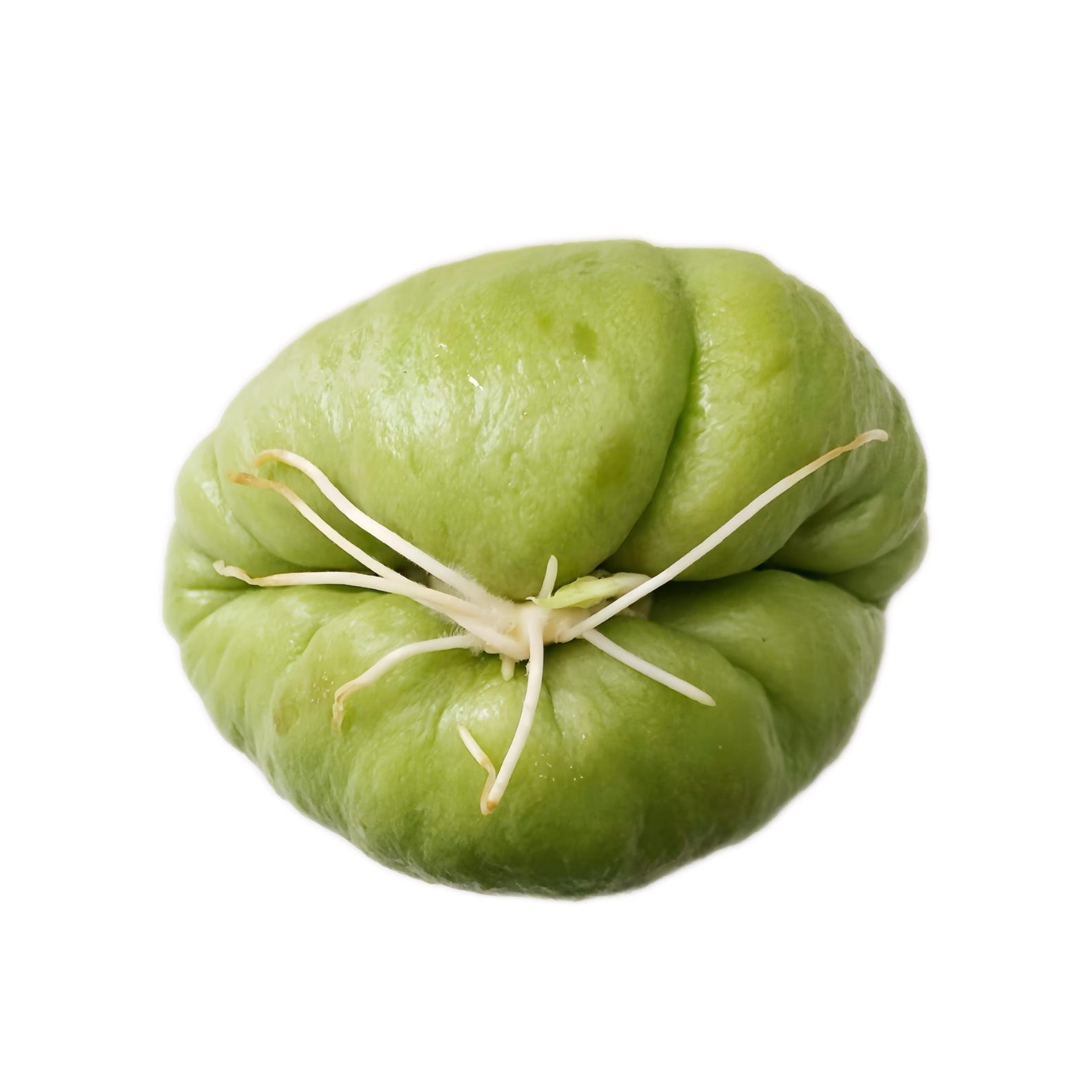 Sprouting Chayote, Choko, Chocho, Vegetable Pear, Mirliton - Etsy