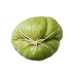 Sprouting Chayote, Choko, Chocho, Vegetable Pear, Mirliton - Etsy