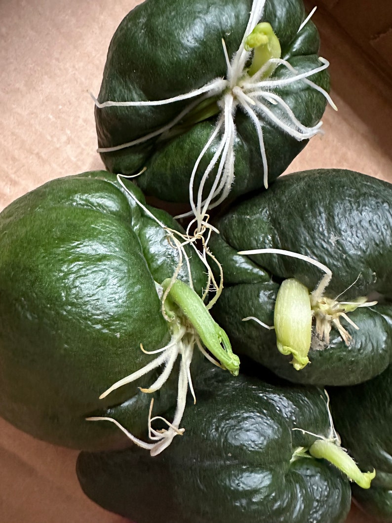 Sprouted / Unsprouted Black Chayote, Choko, Chocho, Vegetable Pear - Etsy