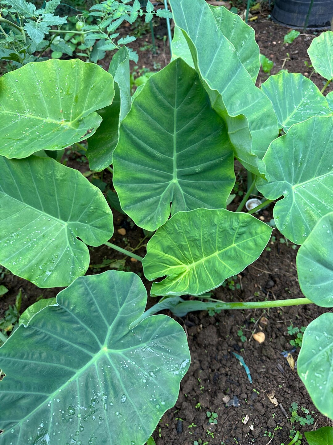 One Organic Live Plant Vietnamese Taro Thai Elephant Ear, Also Known as ...