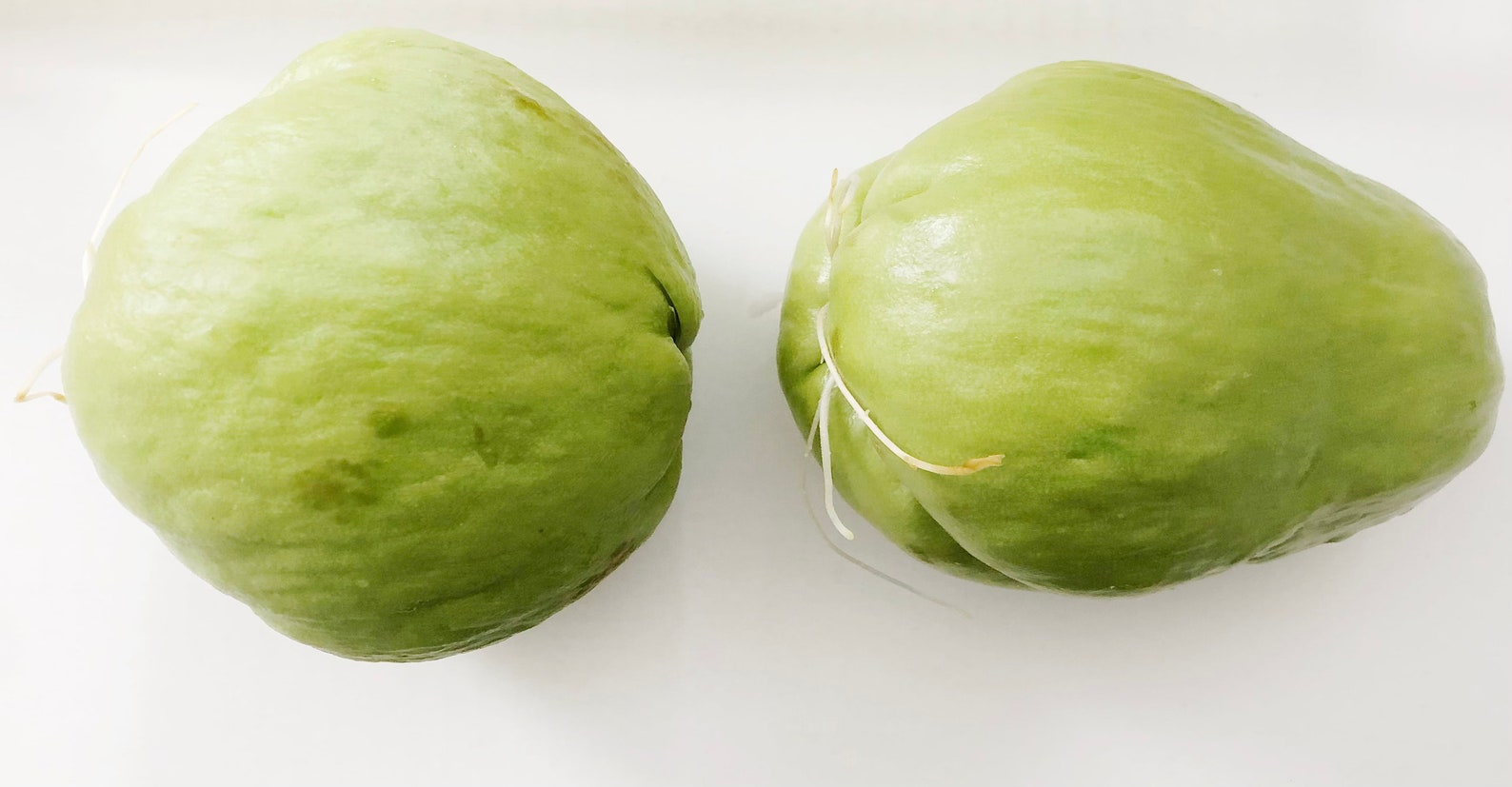 Sprouting Chayote, Choko, Chocho, Vegetable Pear, Mirliton - Etsy