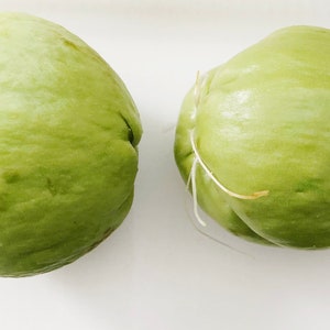 Sprouting Chayote, Choko, Chocho, Vegetable Pear, Mirliton - Etsy